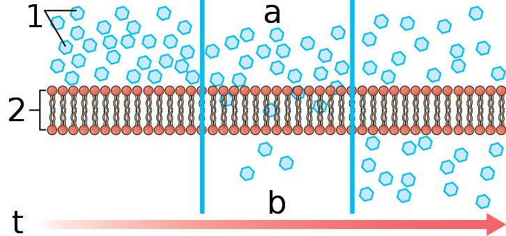 0305_Simple_Diffusion_Across_Plasma_Membrane_labeled