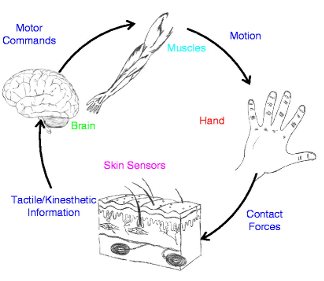 Figure-2-Human-haptic-system-Sassik-et-al-2011 - Future Science Leaders