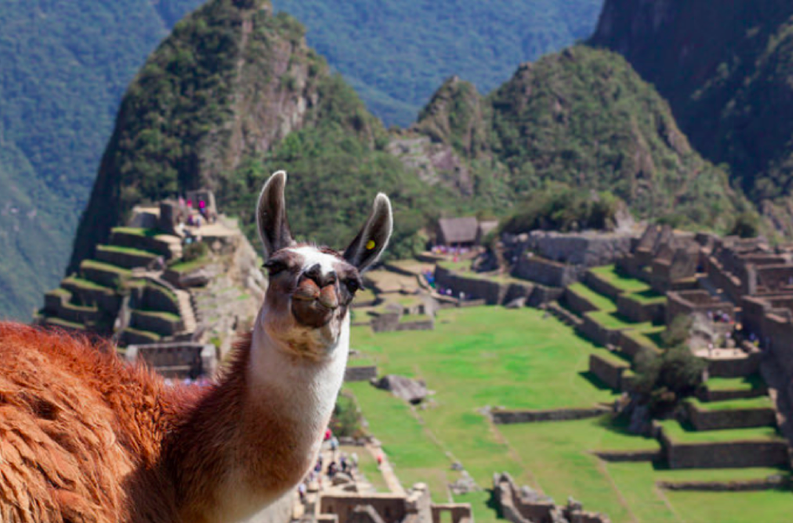 Llama Poop: A Scientific Method to Track the Rise and Fall of the Inca ...